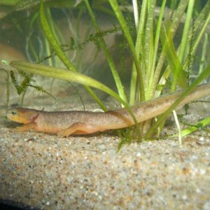 T.torosa larva enjoying his last days with gills. | Caudata.org: Newts ...