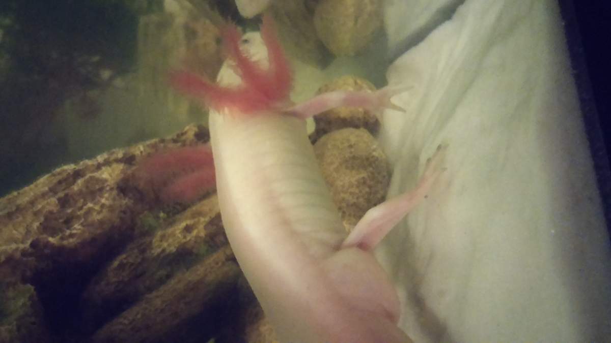 Swollen cloaca male axolotl - Caudata.org