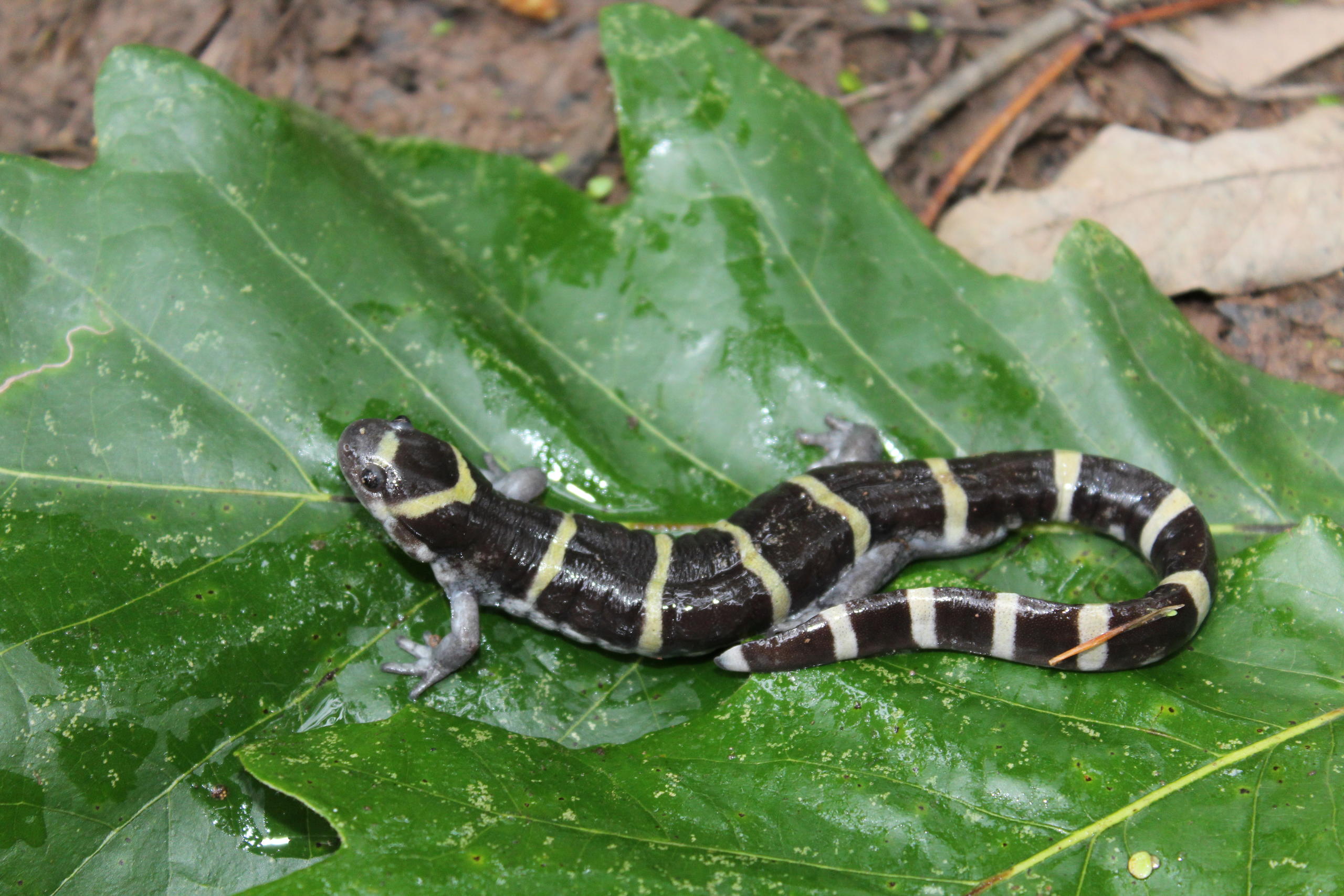 Show Me State Salamanders and Snakes - Field Herp Forum