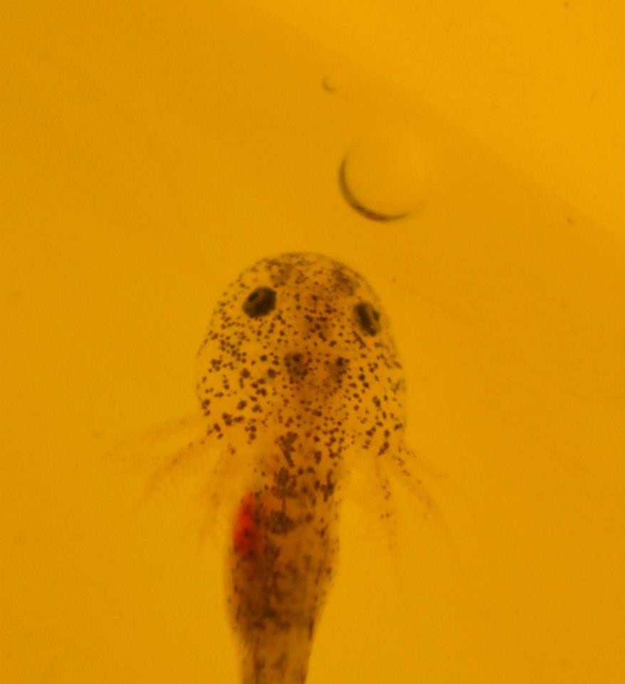 2 month old baby axolotl larvae | Caudata.org: Newts and Salamanders Portal