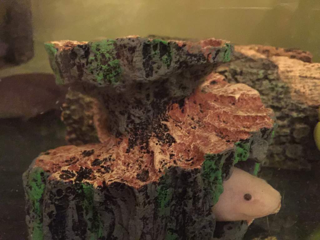 8" Axolotl in her tiny hide | Caudata.org: Newts and Salamanders Portal