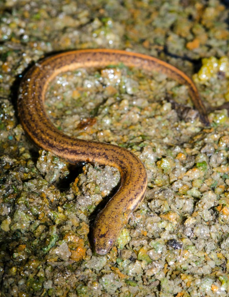 Adult Everglades dwarf siren. | Caudata.org: Newts and Salamanders Portal