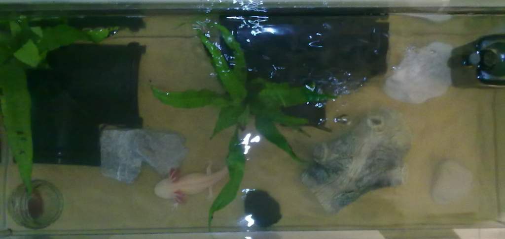 Aerial view of new tank set up april 2010 | Caudata.org: Newts and ...
