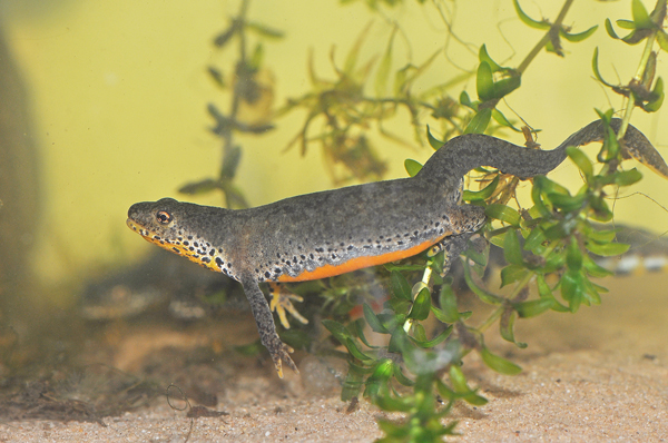 Alpine Newt, female egg laying Copy Copy | Caudata.org: Newts and ...