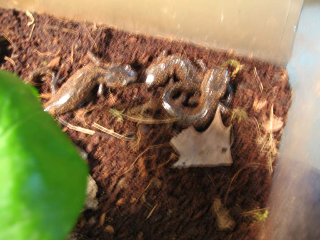 (Ambystoma platineum) | Caudata.org: Newts and Salamanders Portal