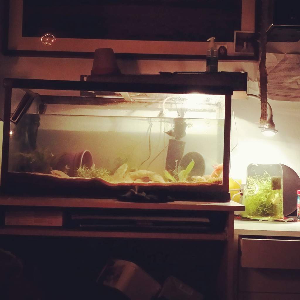 An old tank set up. | Caudata.org: Newts and Salamanders Portal