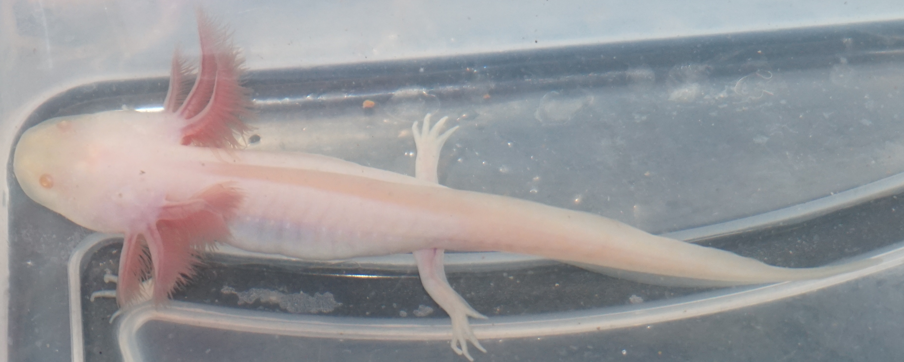 Axanthic Melanoid Albino | Caudata.org: Newts and Salamanders Portal