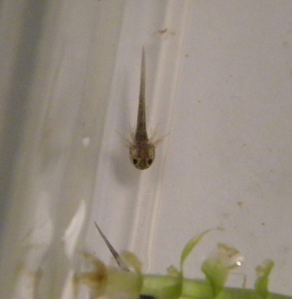 axolotl babies | Caudata.org: Newts and Salamanders Portal