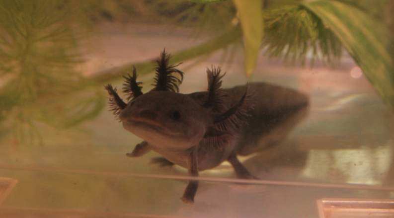 Axolotl baby - 2.5in - Name: Little Blackie | Caudata.org: Newts and ...