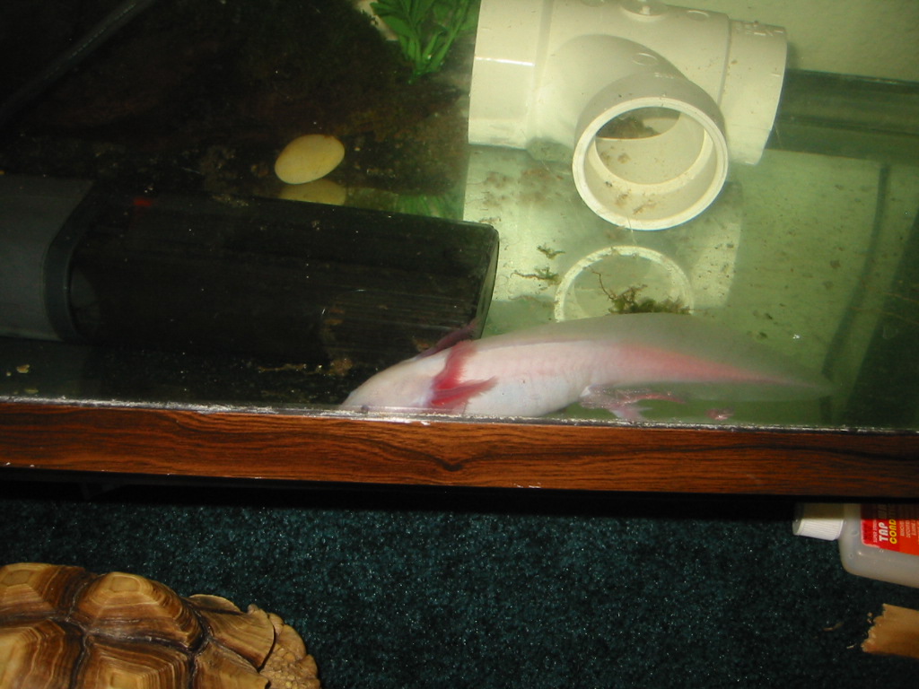 axolotl legy | Caudata.org: Newts and Salamanders Portal