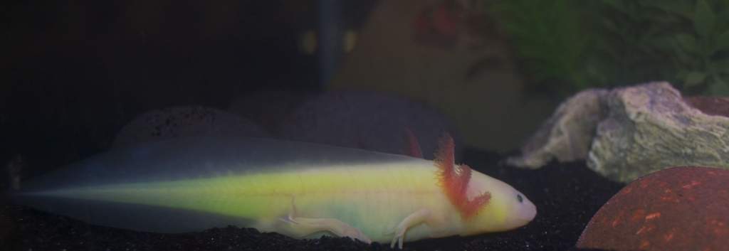 Axolotl on the move! | Caudata.org: Newts and Salamanders Portal