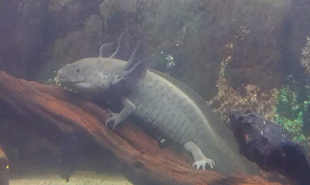 Axolotl | Caudata.org: Newts and Salamanders Portal