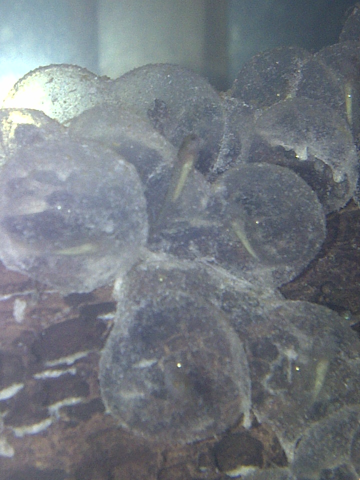 Baby axolotl hatching. | Caudata.org: Newts and Salamanders Portal