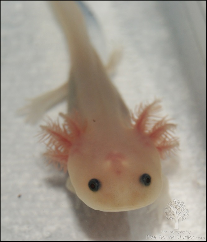 Baby Axolotl | Caudata.org: Newts and Salamanders Portal