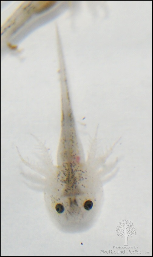 Baby Axolotl | Caudata.org: Newts and Salamanders Portal