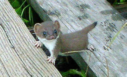 Baby Weasel