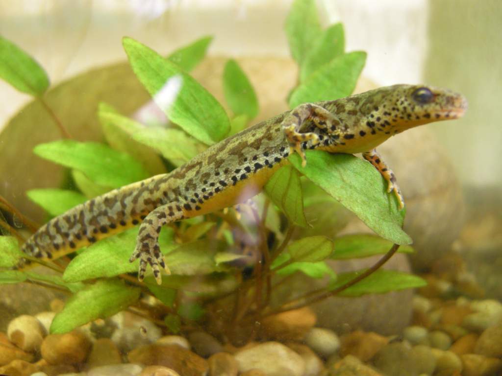 Bosnian Alpine Newt | Caudata.org: Newts and Salamanders Portal