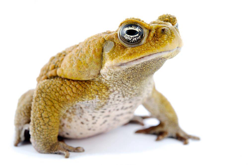 Cane toad (Rhinella marina, syn: Bufo marinus) | Caudata.org: Newts and ...