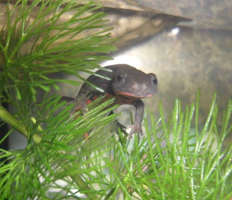 Chinese Fire Bellied Newt (Cynops orientalis) | Caudata.org: Newts and ...