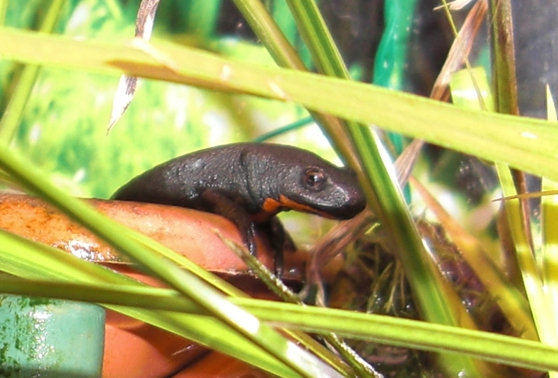 chinese fire bellied newt | Caudata.org: Newts and Salamanders Portal