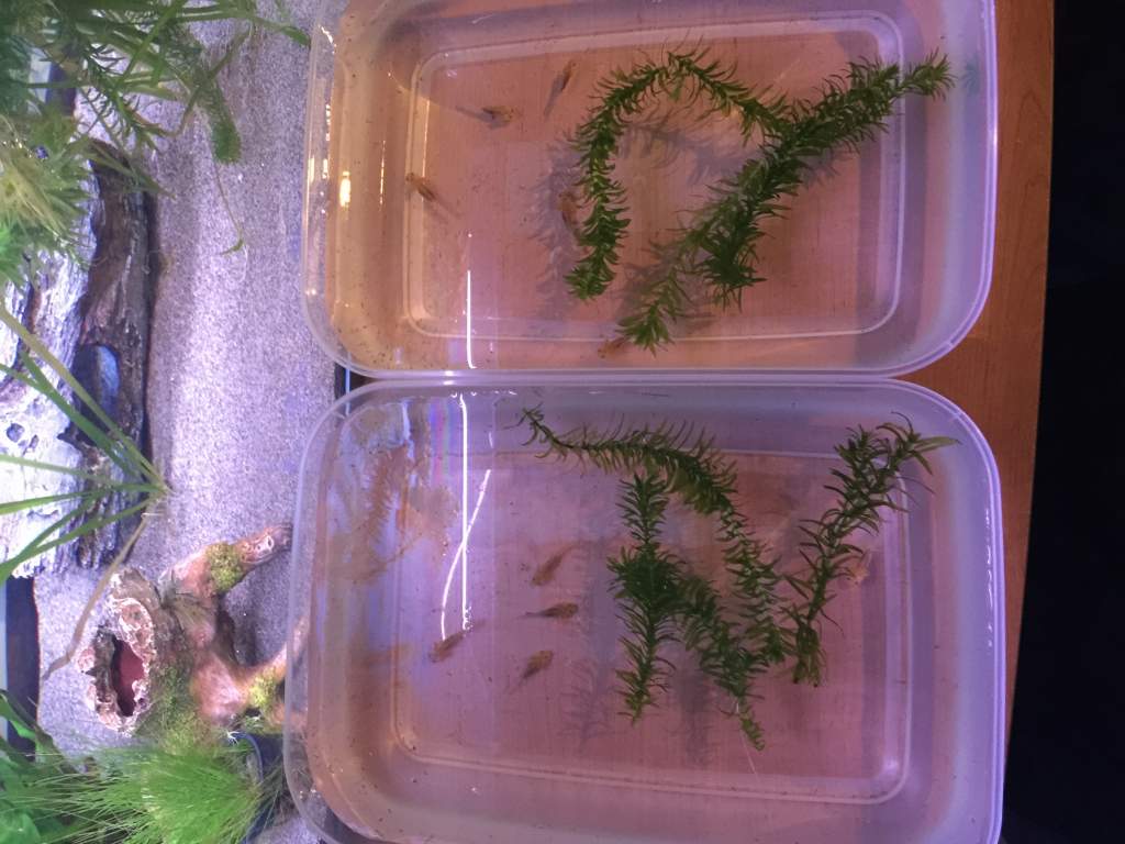 copper larvae | Caudata.org: Newts and Salamanders Portal