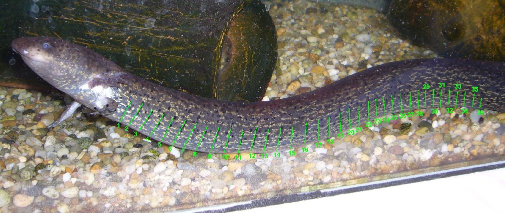 Costal grooves of a male greater siren | Caudata.org: Newts and ...