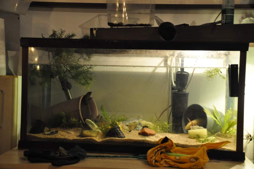 current tank set up | Caudata.org: Newts and Salamanders Portal