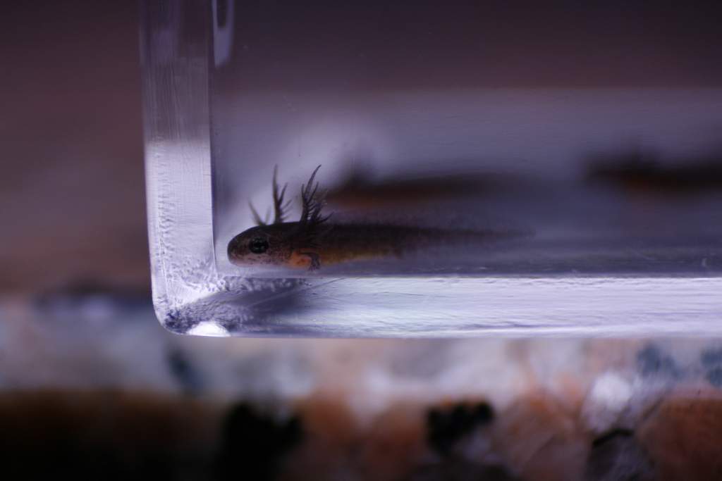 Cynops orientalis larvae | Caudata.org: Newts and Salamanders Portal