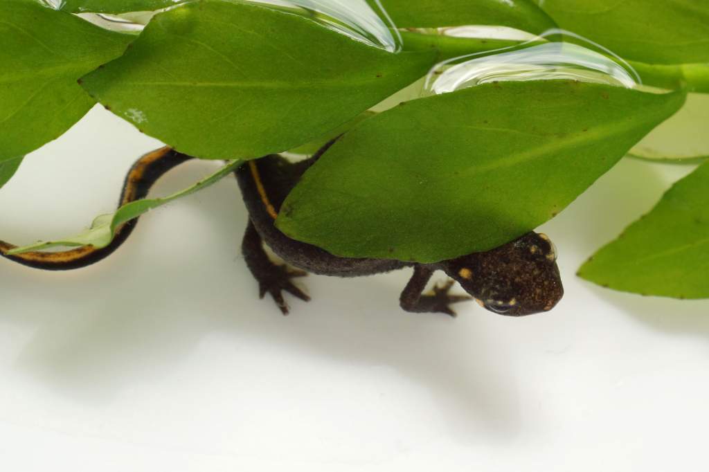 Cynops pyrrhogaster | Caudata.org: Newts and Salamanders Portal