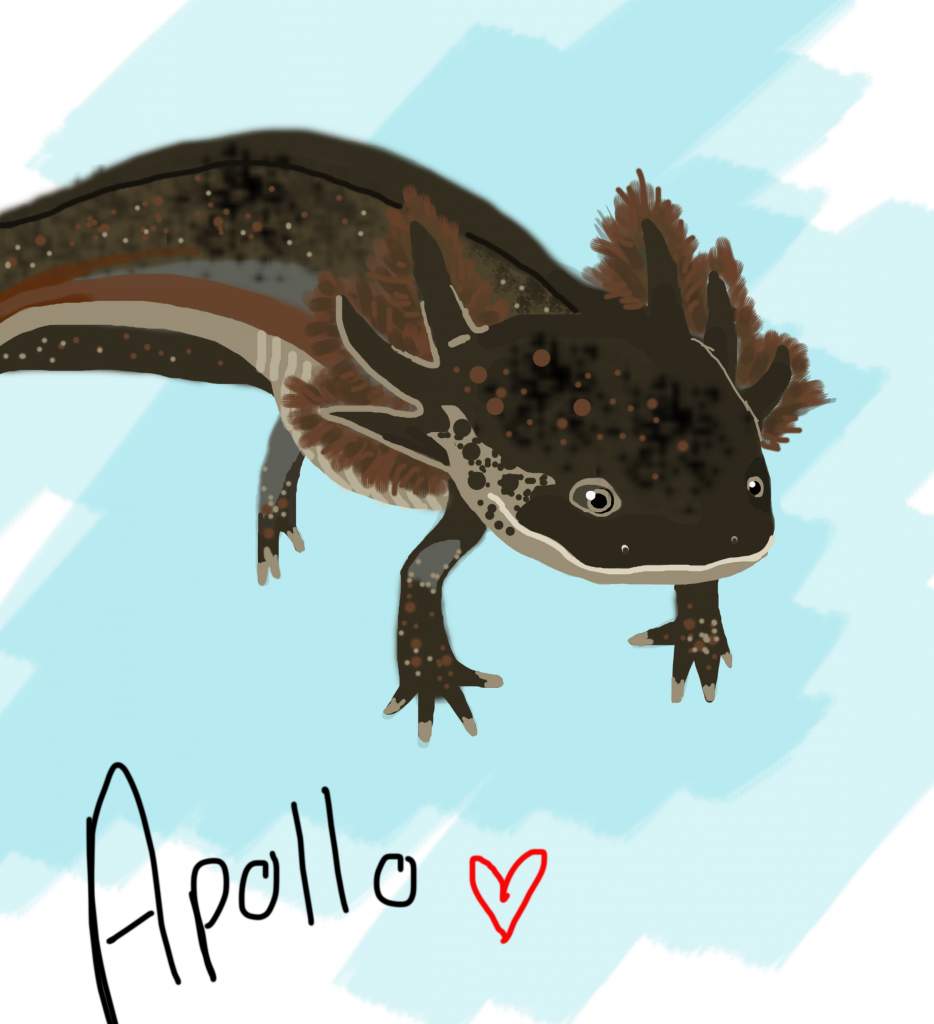digital drawing of Apollo by: Annie Anderson | Caudata.org: Newts and ...