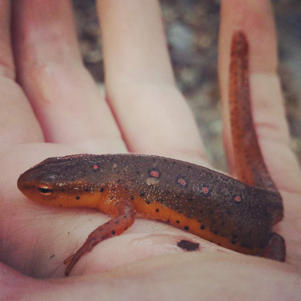 ERS Newt | Caudata.org: Newts and Salamanders Portal
