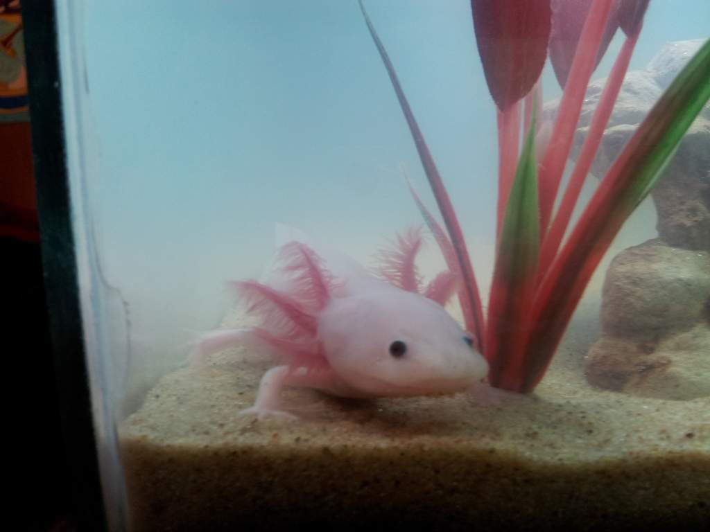 Espeon chillin in her new home | Caudata.org: Newts and Salamanders Portal