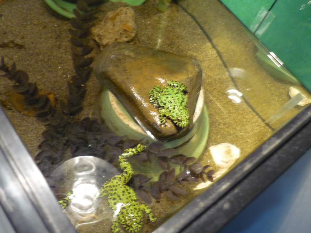 FBT setup 12/5/14 | Caudata.org: Newts and Salamanders Portal