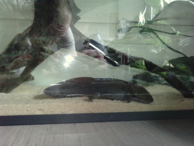 female Axolotl | Caudata.org: Newts and Salamanders Portal