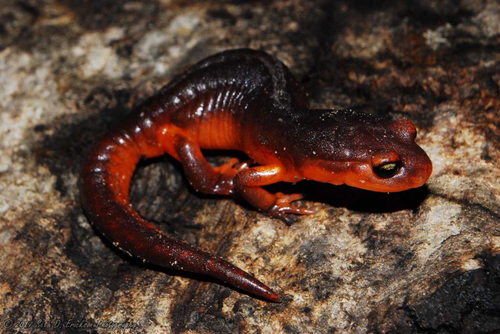 Female Ensatina eschscholtzii xanthoptica | Caudata.org: Newts and ...