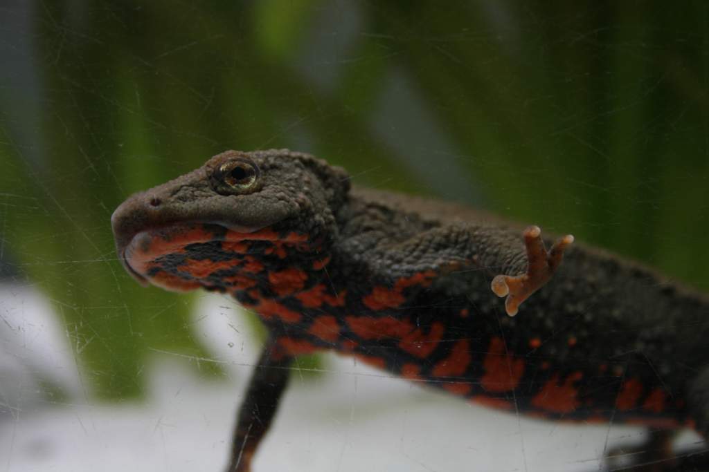 Female | Caudata.org: Newts and Salamanders Portal