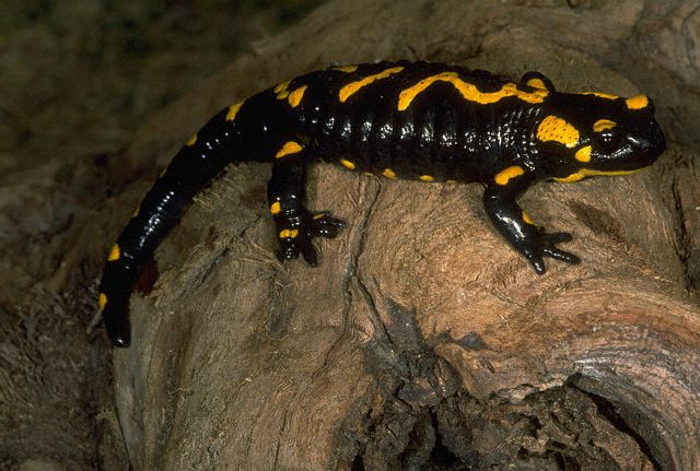 Fire Salamander (wild caught specimen; N.Africa) | Caudata.org: Newts ...