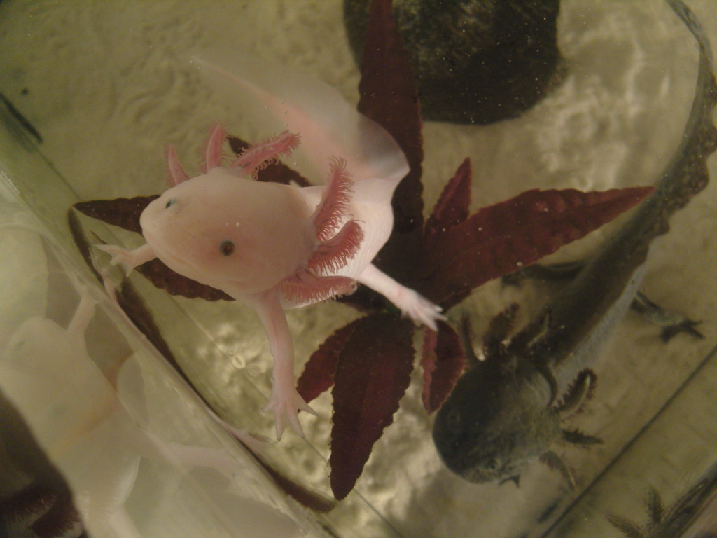 Frangipane and Xotl looking up. | Caudata.org: Newts and Salamanders Portal