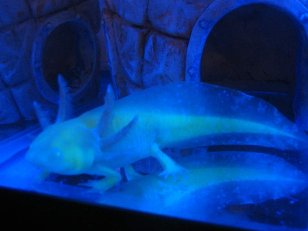 Axolotl Albinos Gfp Mop & Glo" Super GFP Melanoid Albino Axolotl