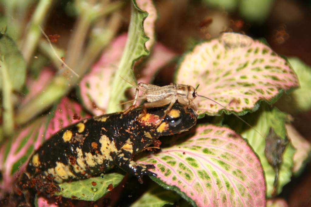 gibby the fire salamander with dinner on his head | Caudata.org: Newts ...