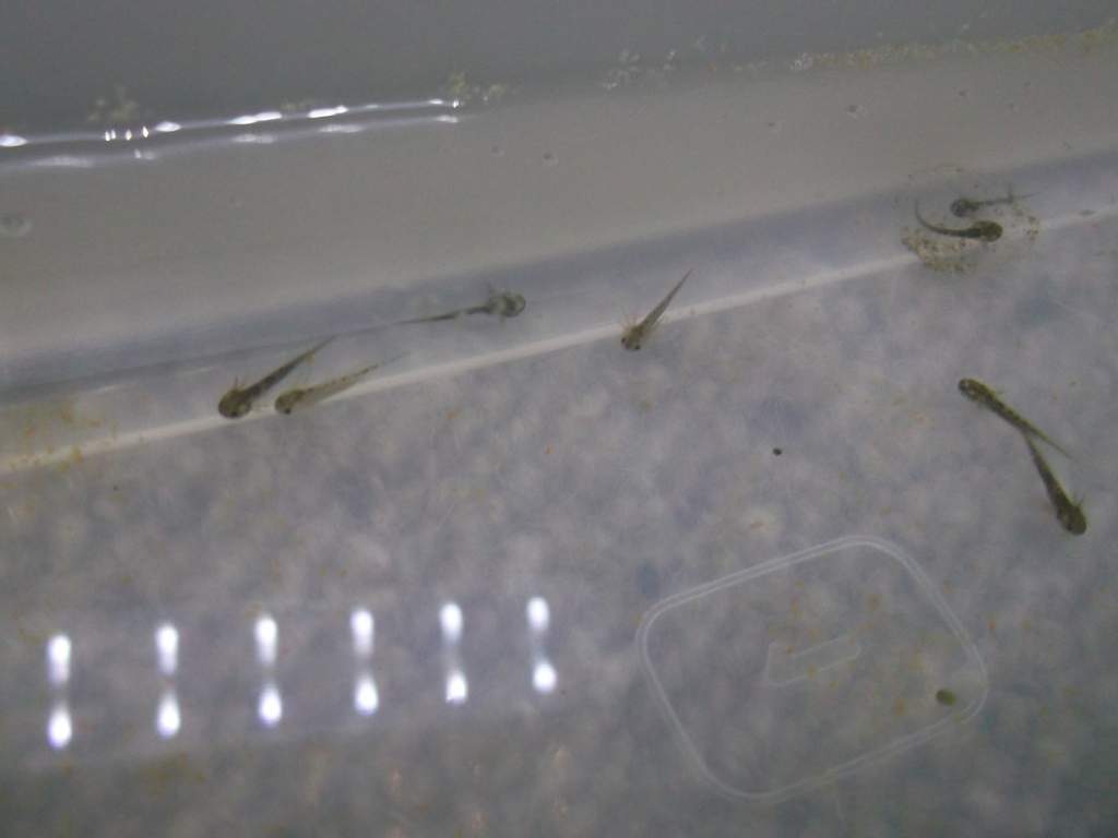 Hatchlings! | Caudata.org: Newts and Salamanders Portal