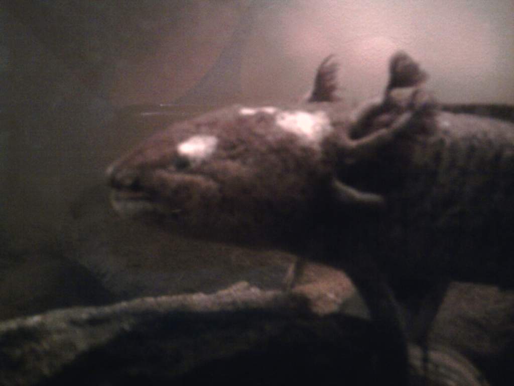 Itzy, my male axolotl. | Caudata.org: Newts and Salamanders Portal