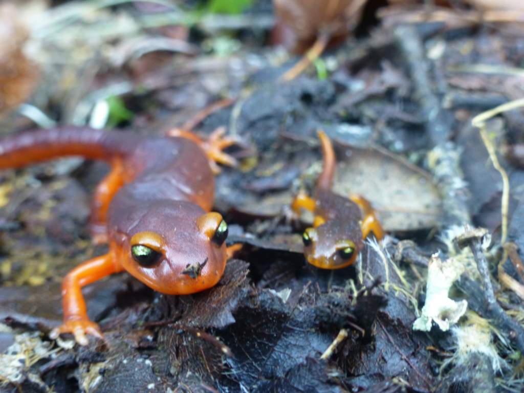 Juvenile Ensatina and Adult | Caudata.org: Newts and Salamanders Portal