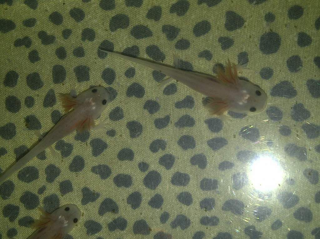 Look mom! I have legs now :) | Caudata.org: Newts and Salamanders Portal