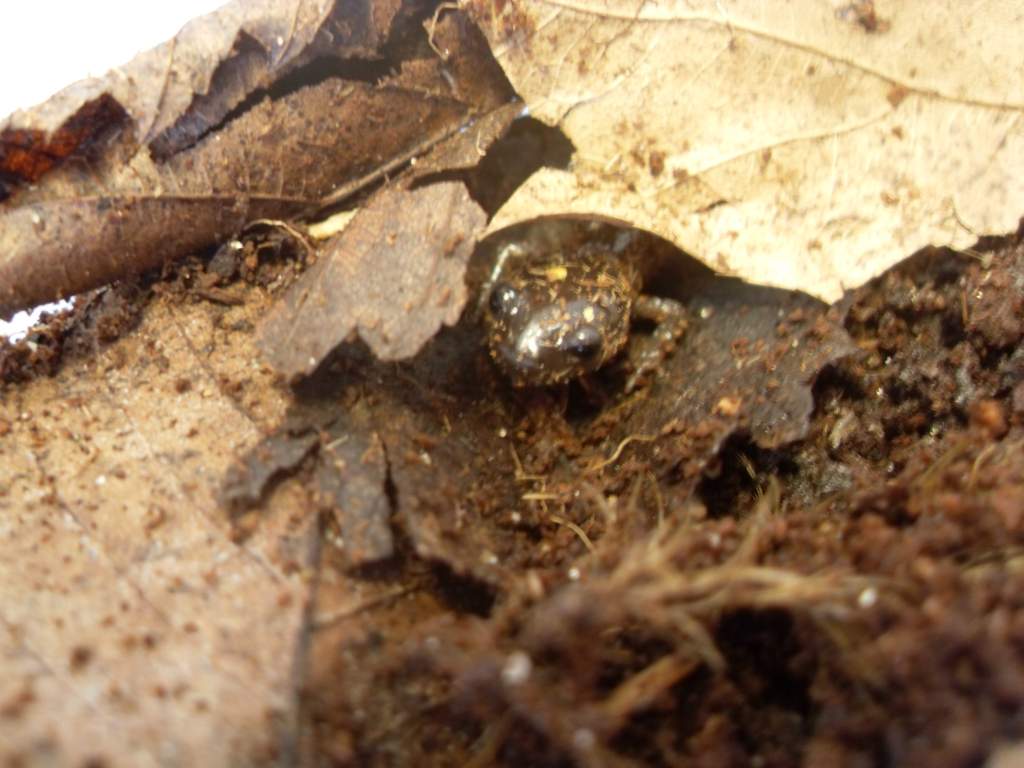 Mara hiding under the leaves | Caudata.org: Newts and Salamanders Portal