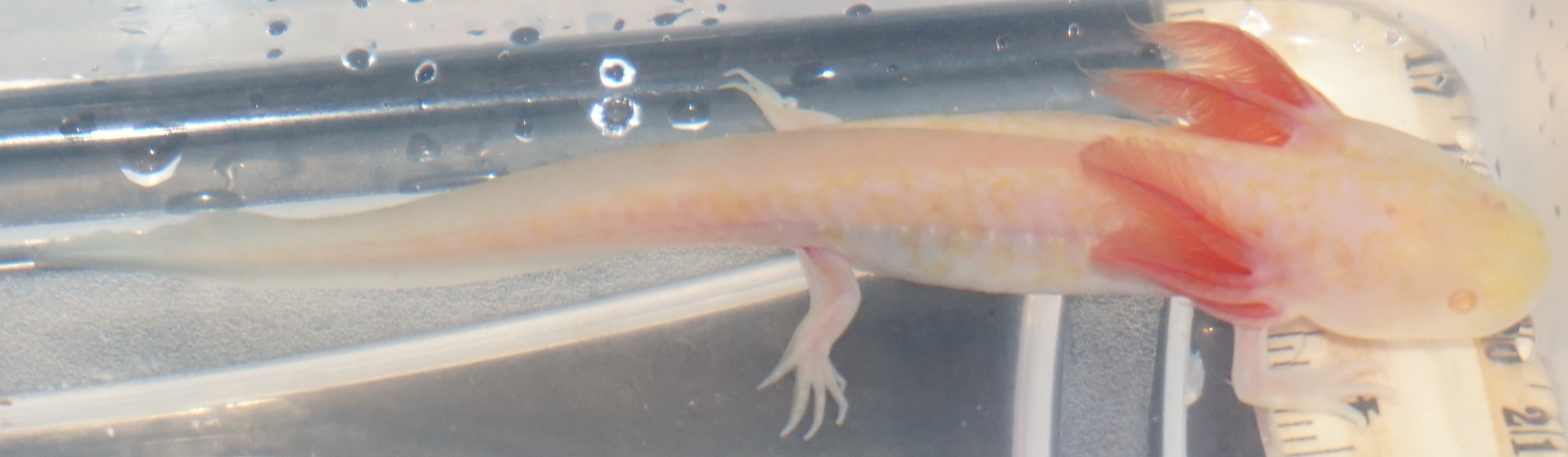 Melanoid Albino | Caudata.org: Newts and Salamanders Portal