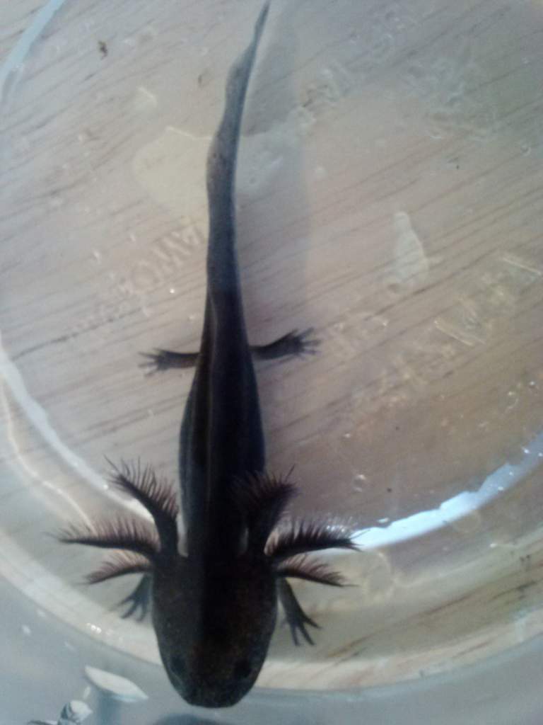 Melanoid baby very dark | Caudata.org: Newts and Salamanders Portal