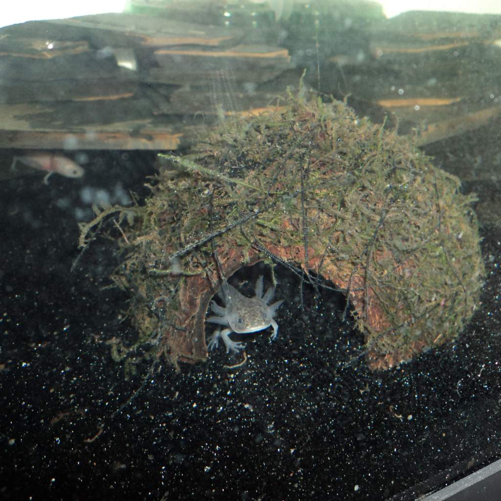 melanoid in a coconut house | Caudata.org: Newts and Salamanders Portal