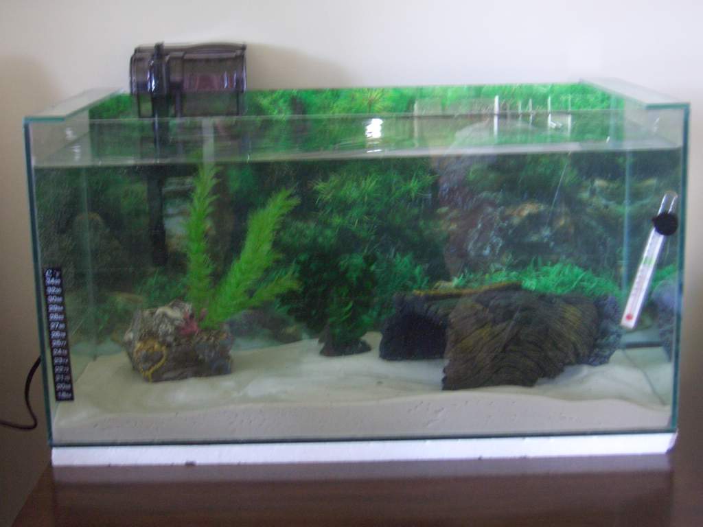 Merlin's new tank before he's put in. | Caudata.org: Newts and ...
