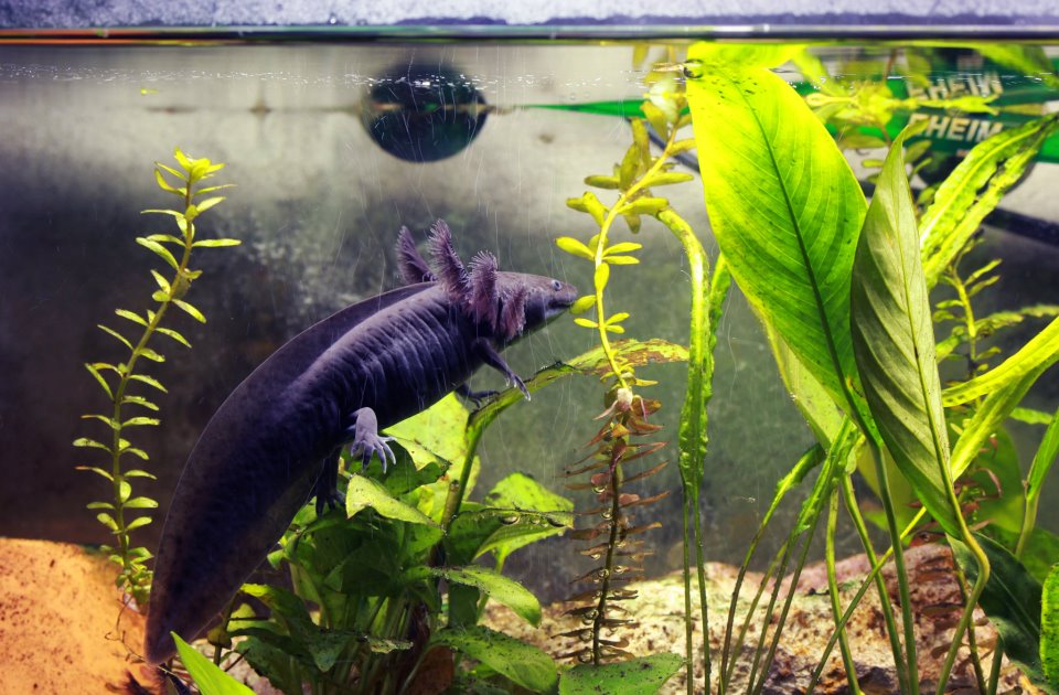 mom | Caudata.org: Newts and Salamanders Portal